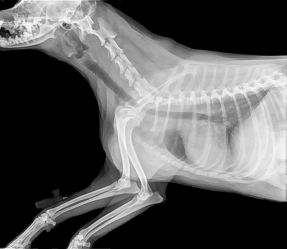 Canine Medical Imaging, Ultrasound, MRI, X-rays, Radiographs